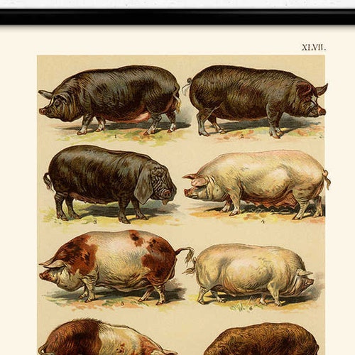 Pigs and Hogs Breeds Vintage Print 1 Pig Poster Pig Art - Etsy