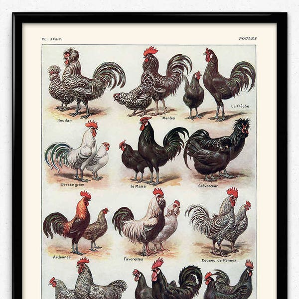 Chicken and Egg Poster - Etsy