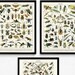 Insects Vintage Print 1 Insects Poster Insect Picture Insects Art ...