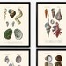 Insects Vintage Print 1 Insects Poster Insect Picture Insects Art ...
