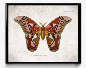 Butterfly poster | Etsy