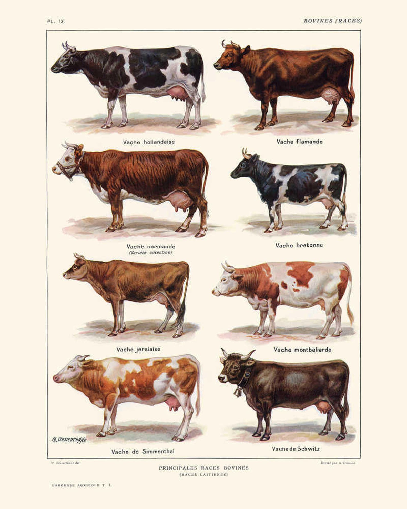 Cows Breeds Vintage Print Set of 2 Cow Poster Cow Art - Etsy Australia