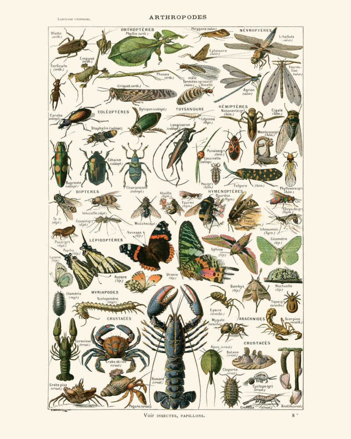 Insects Vintage Print 4 Insects Poster Insect Picture - Etsy