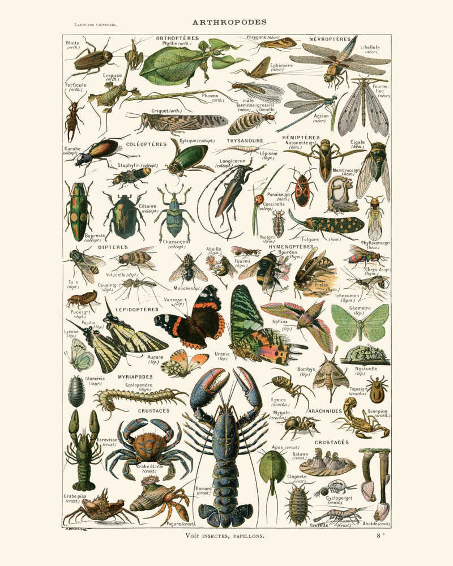 Insects Vintage Print 4 Insects Poster Insect Picture - Etsy