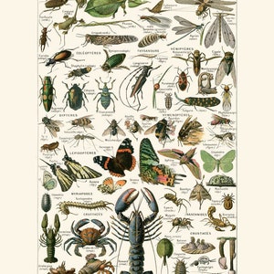 Insects Vintage Print 4 Insects Poster Insect Picture Insects Art ...