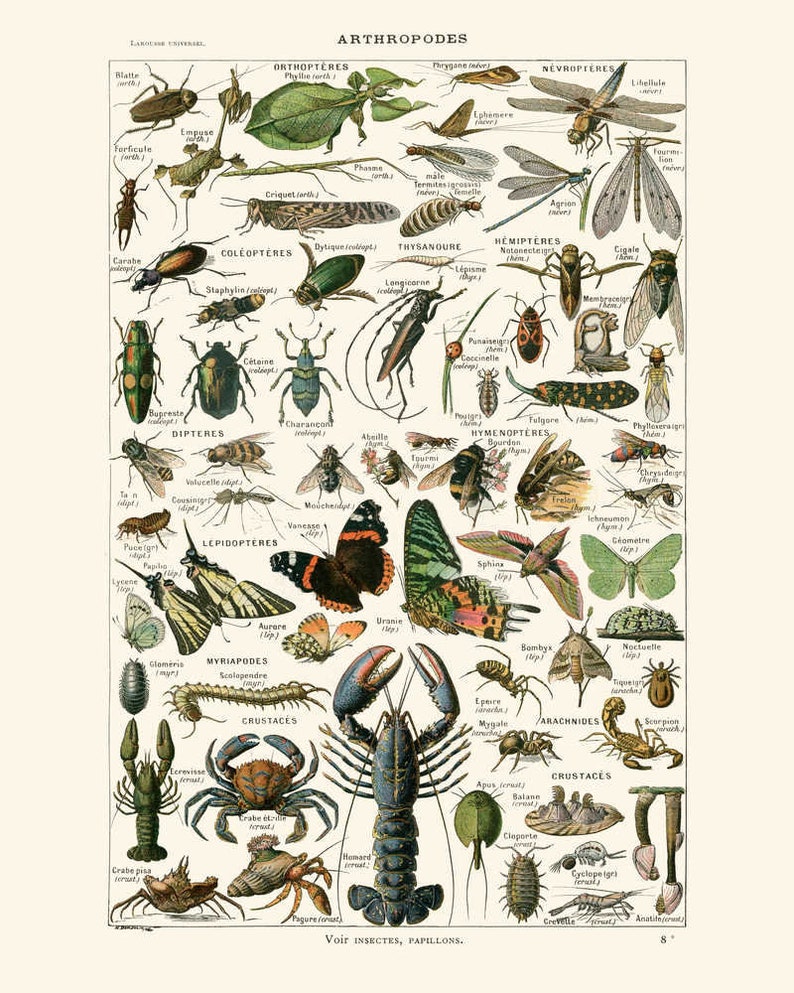 Insects Vintage Print 4 Insects Poster Insect Picture - Etsy