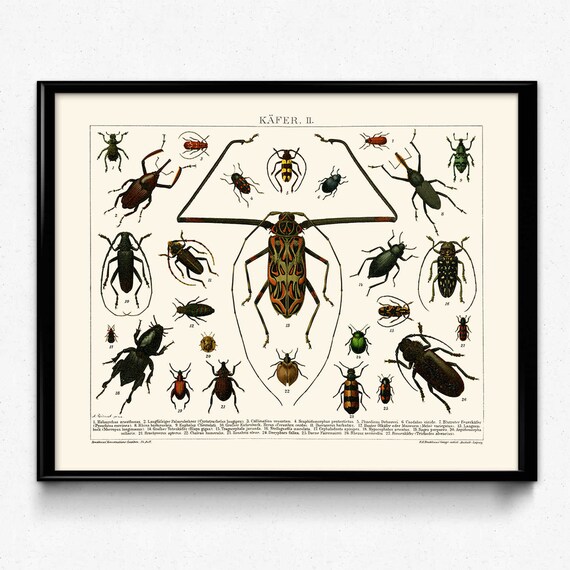 Beetles Vintage Print 3 Insects Poster Insect Picture | Etsy
