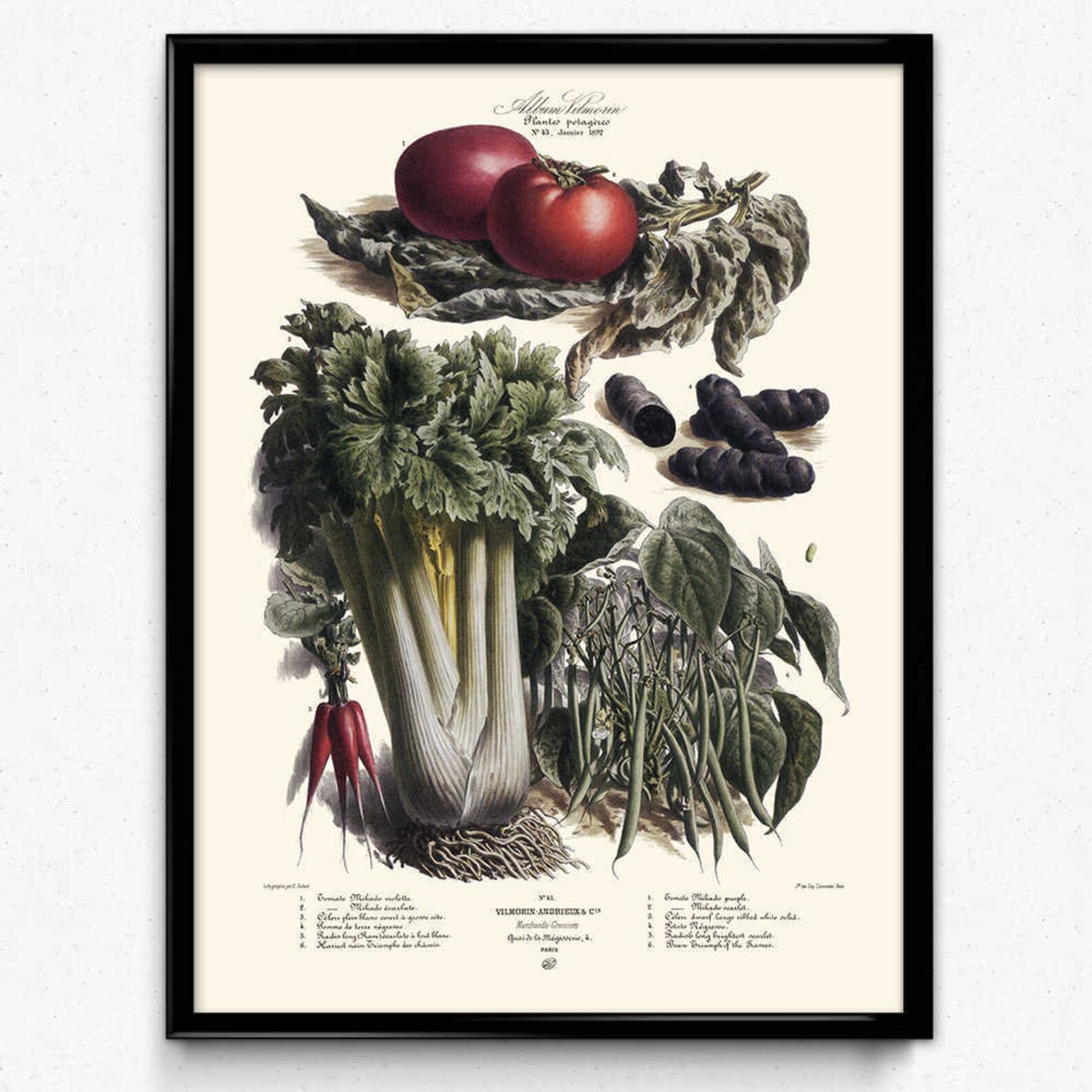 Vegetables Illustration Vintage Print 4 Vegetables Poster - Etsy