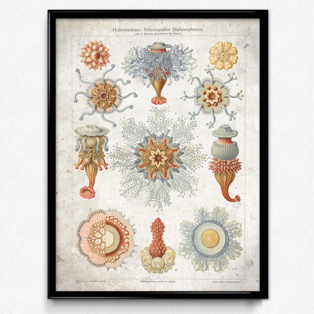 Haeckel Vintage Print 1 Jellyfish Print Beach Decor Ocean Art Marine ...