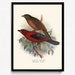 Insects Vintage Print 1 Insects Poster Insect Picture - Etsy