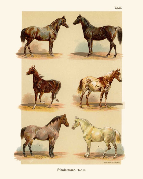Horse Breeds Poster