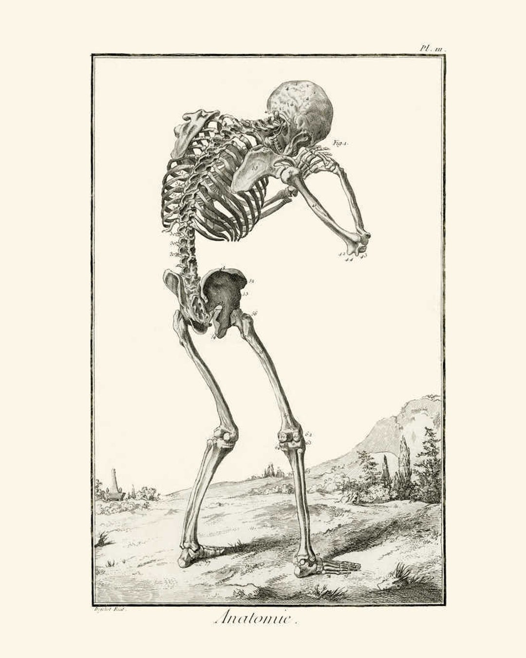 Crying Skeleton Vintage Print Science Picture Skeleton Poster Anatomy ...