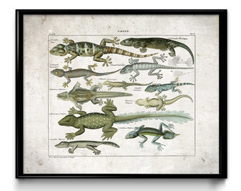 Lizard Art Print | Etsy