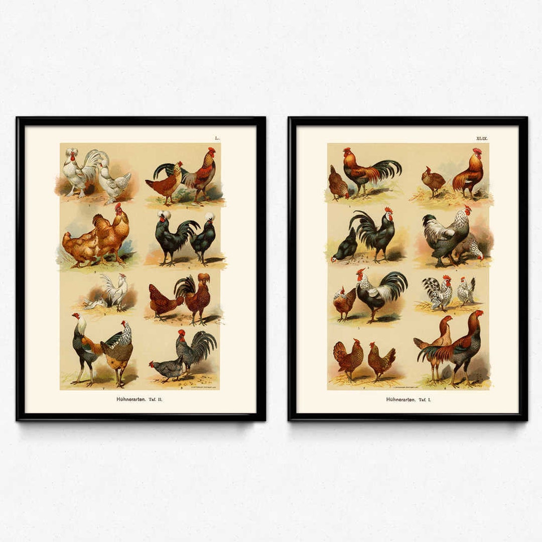 Chickens, Hens, and Roosters Breeds Vintage Print Set of 2 Rooster ...