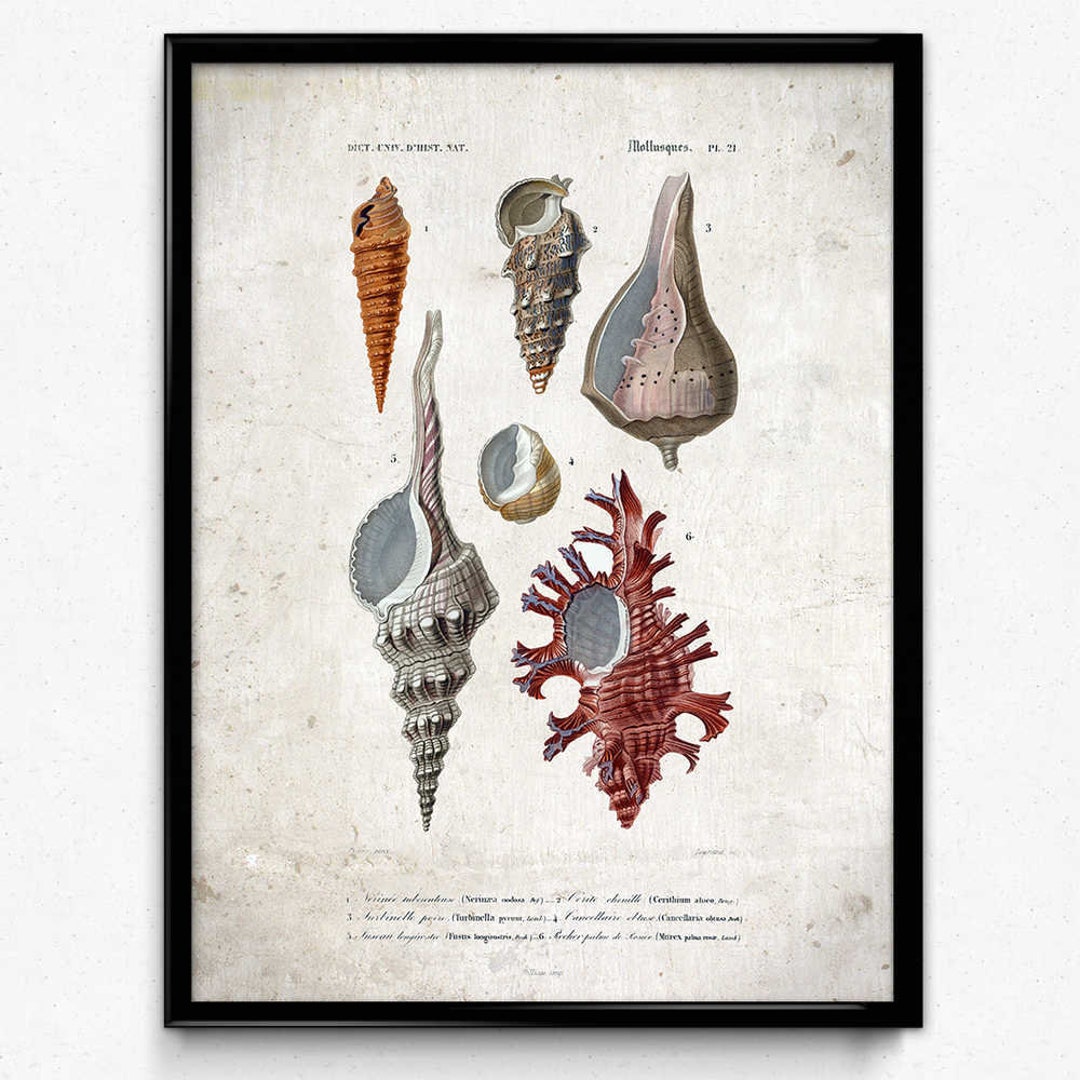 Seashell Vintage Print 3 Antique Sea Shell Illustration Marine Wall Art ...