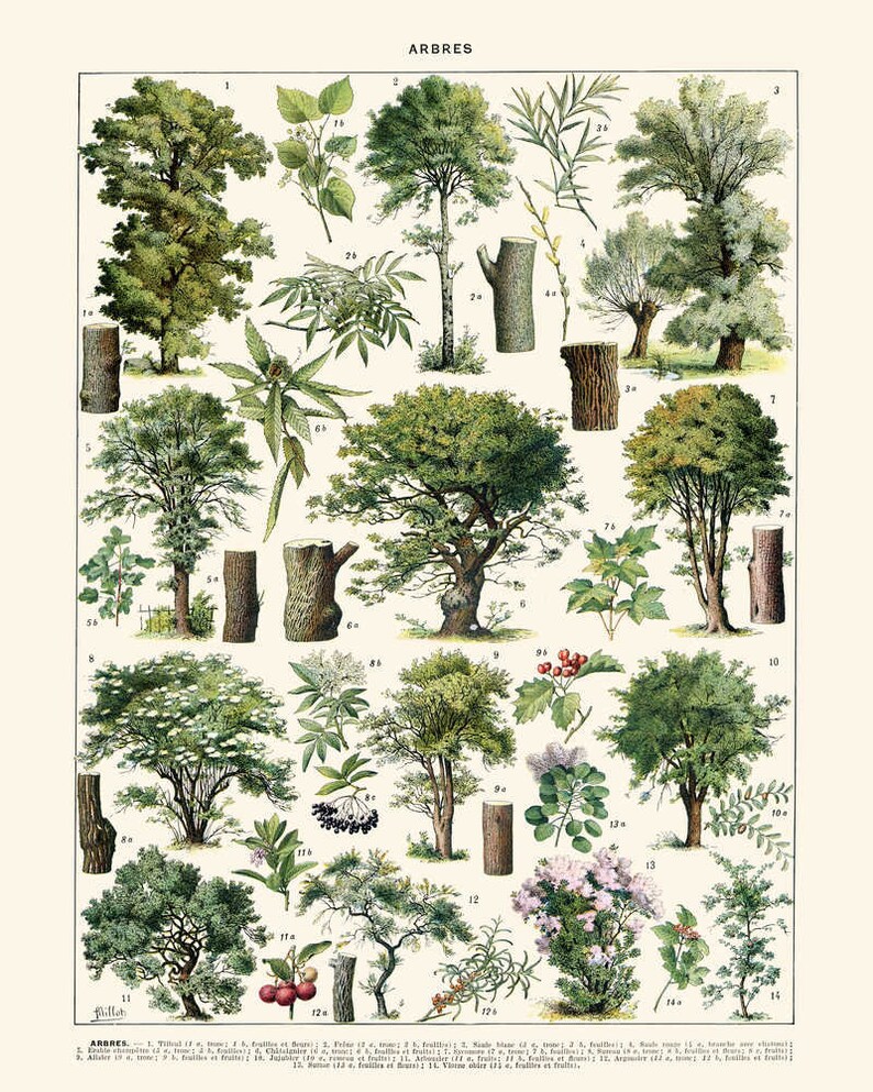 Trees Illustration Vintage Print 3 Trees Poster Trees Art - Etsy