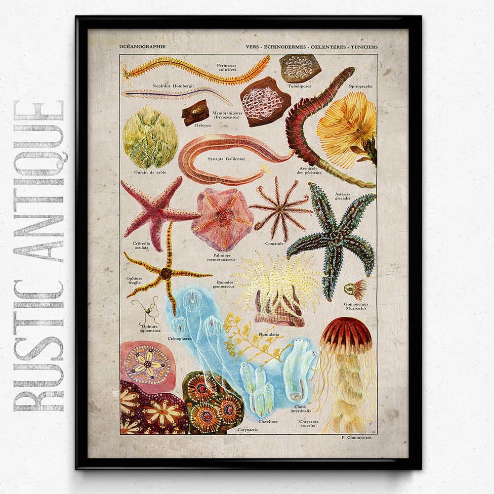 Starfish Vintage Print 20 Fish Poster Science Classroom - Etsy