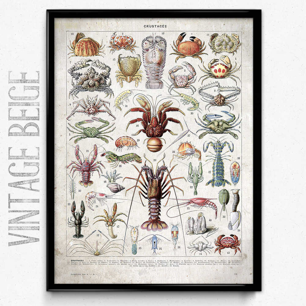 Crustaceans Fish Vintage Print 3 Fish Art Lobster Fish Art - Etsy