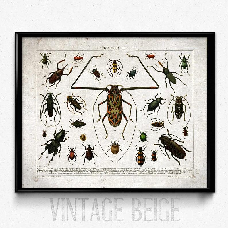Beetles Vintage Print 3 Insects Poster Insect Picture | Etsy
