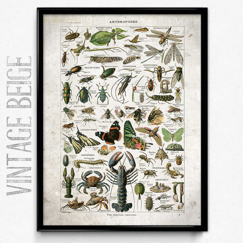 Insects Vintage Print 4 Insects Poster Insect Picture - Etsy