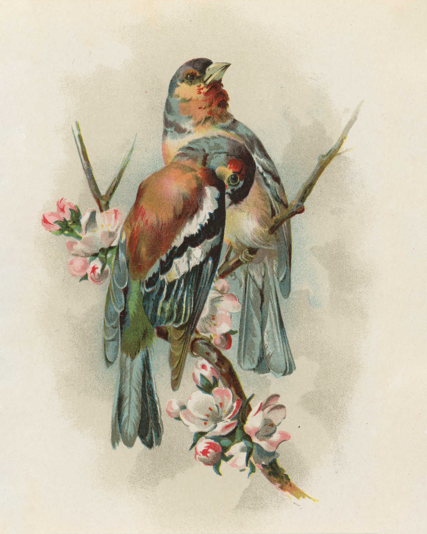 Beautiful Birds Vintage Print Set of 2 Bird Poster Bird | Etsy