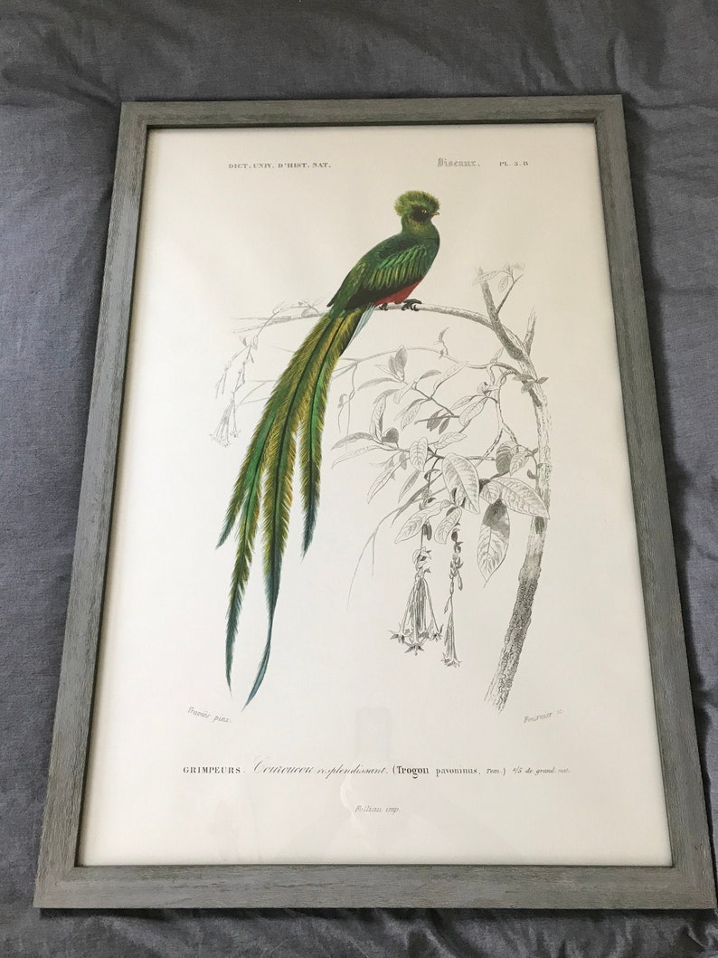 Quetzal Bird Vintage Print Bird Poster Bird Art Bird - Etsy