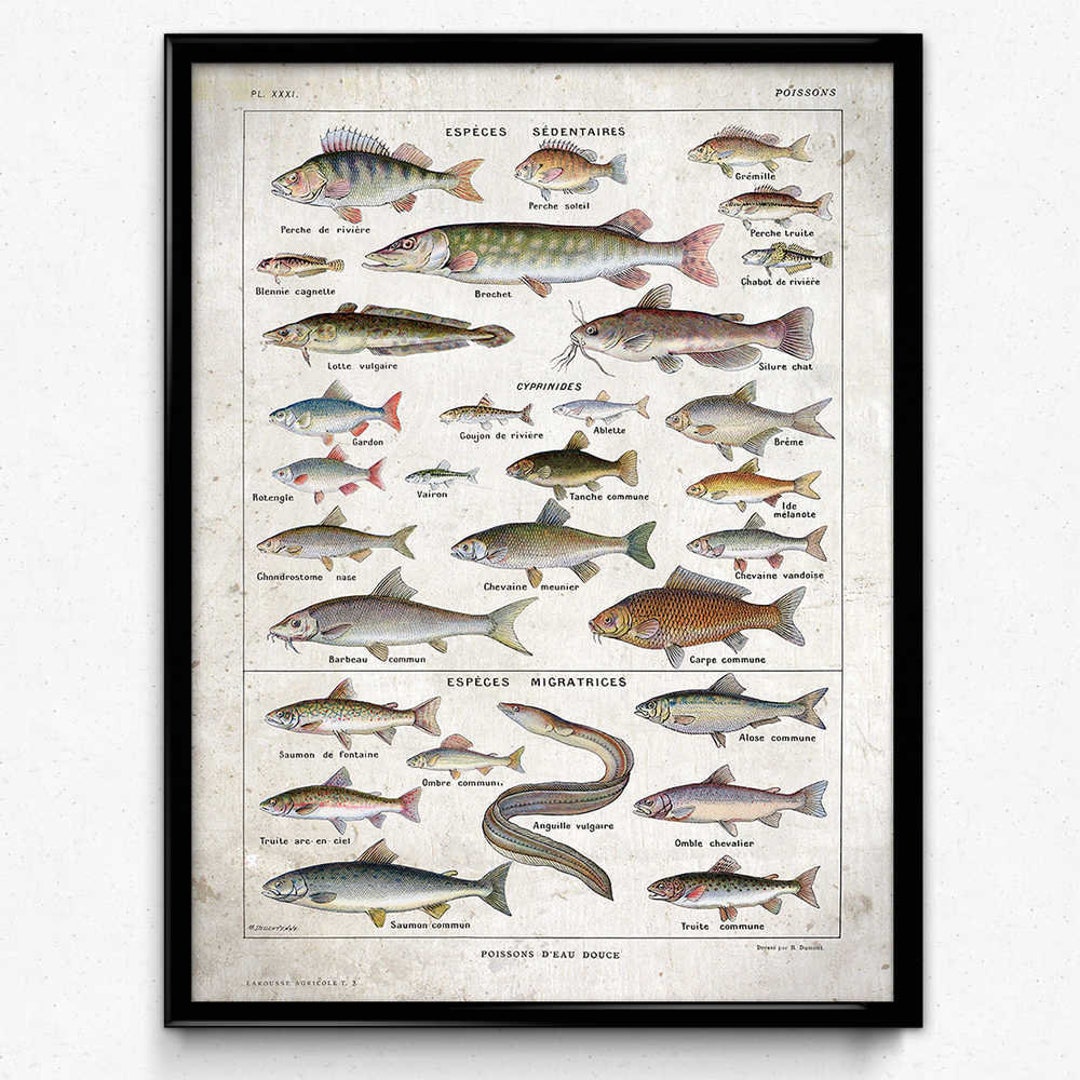 Freshwater Fish Vintage Print 5 Fish Poster Fish Art Fish Picture ...