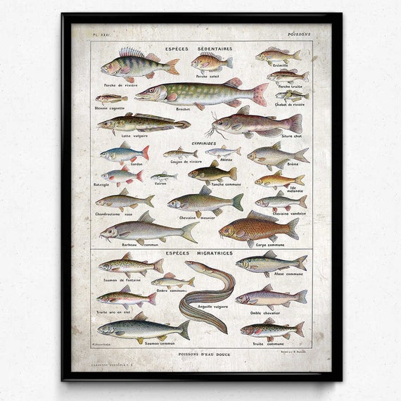 Fish Poster