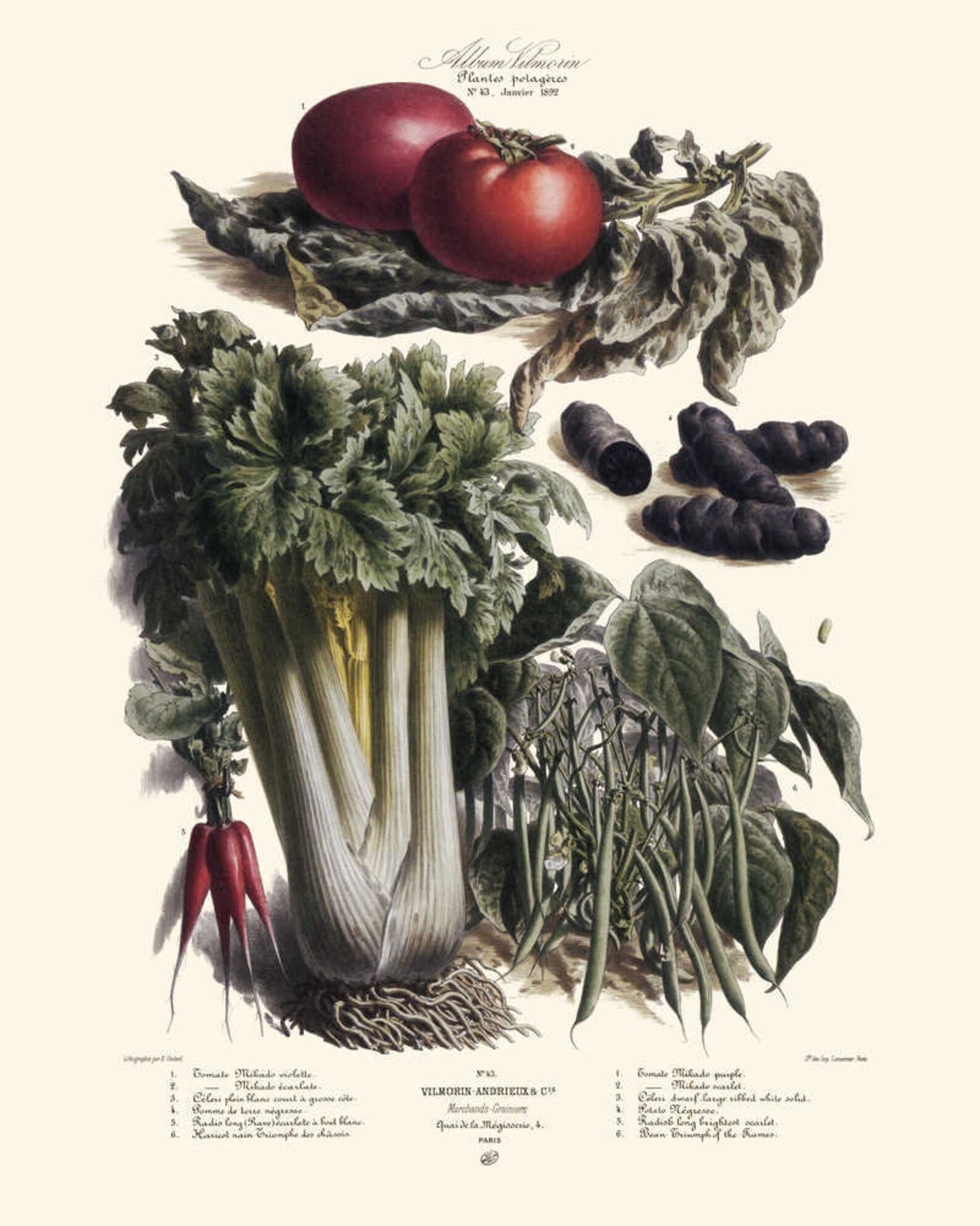 Vegetables Illustration Vintage Print 4 Vegetables Poster - Etsy