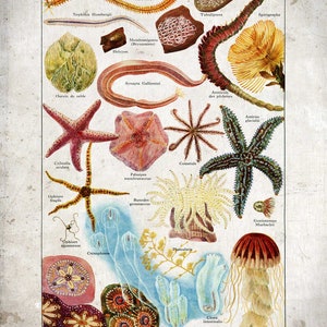 Starfish Vintage Print 20 Fish Poster Science Classroom Home Decor ...