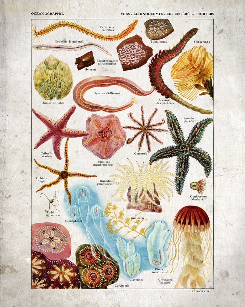 Starfish Vintage Print 20 Fish Poster Science Classroom - Etsy
