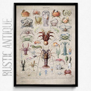 Crustaceans Fish Vintage Print 3 Fish Art Lobster Fish Art Crab Poster ...