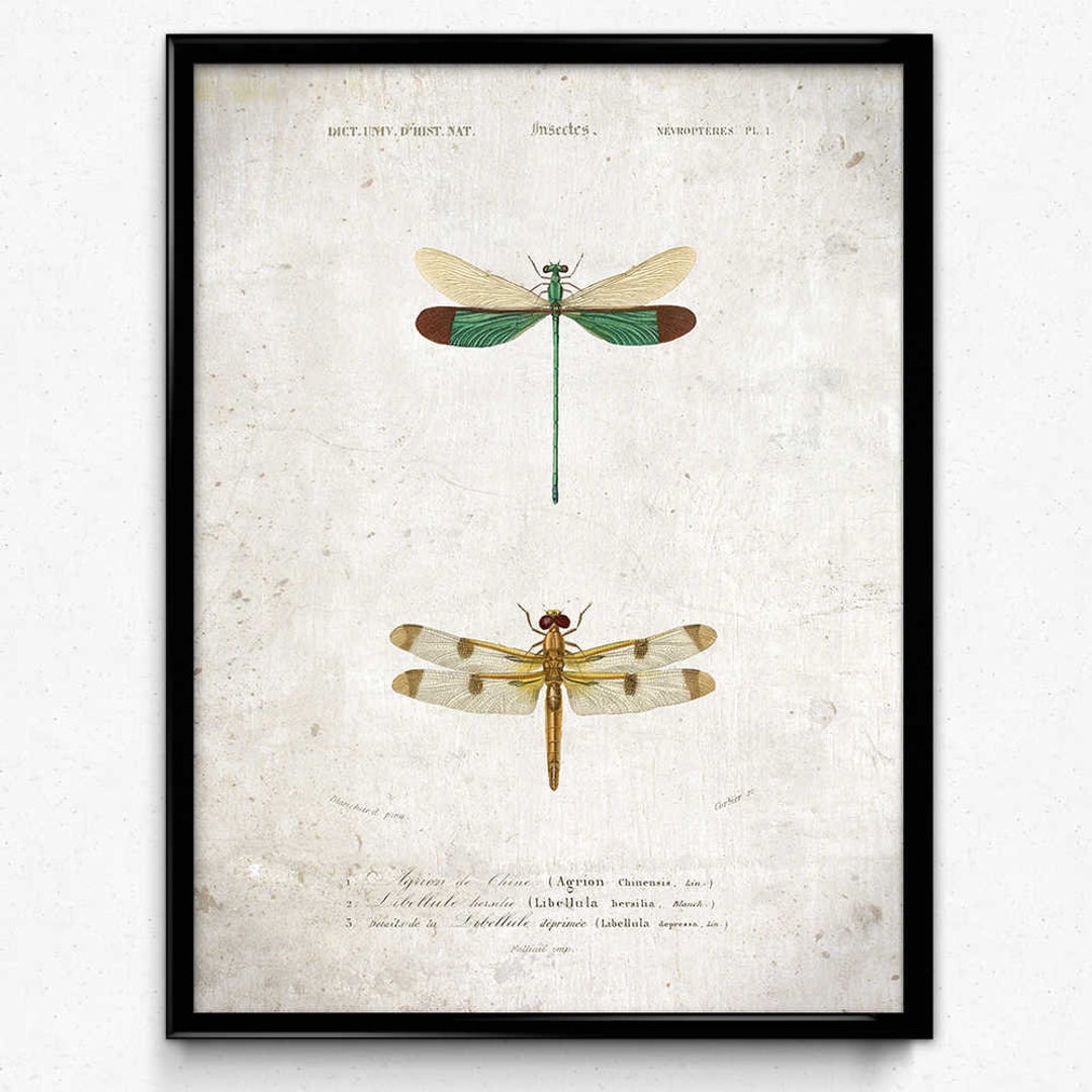 Dragonfly Vintage Print 3 Insect Poster Insect Picture Insect Art ...
