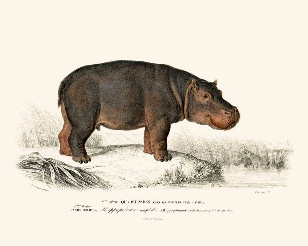 Hippo Vintage Print Hippo Poster Hippo Art Hippo Picture - Etsy
