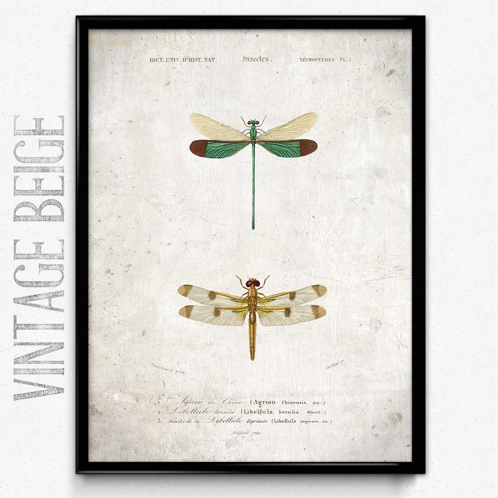 Dragonfly Vintage Print 3 Insect Poster Insect Picture - Etsy