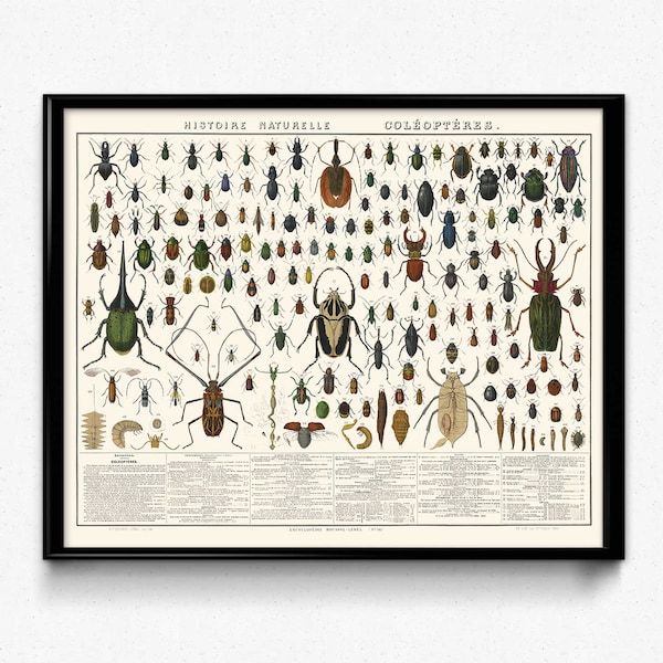 Beetle Print - Etsy