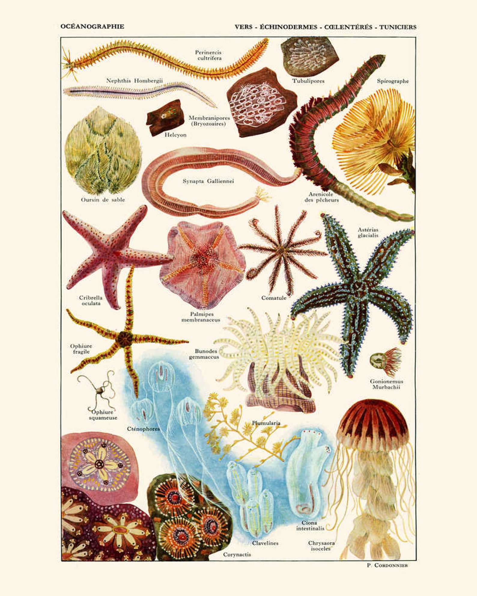 Starfish Vintage Print 20 Fish Poster Science Classroom - Etsy