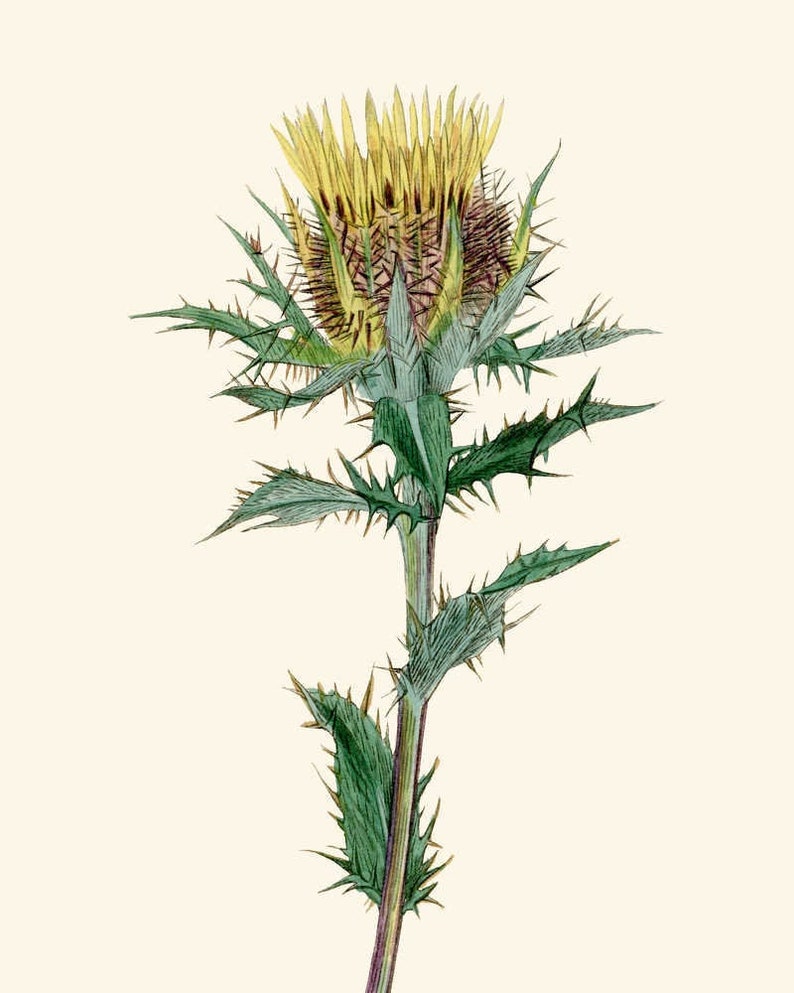Yellow Thistle Vintage Print Thistle Poster Botany Art | Etsy