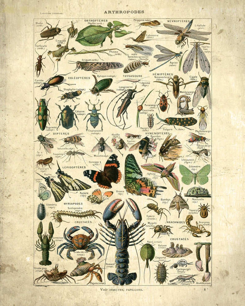 Insects Vintage Print 4 Insects Poster Insect Picture - Etsy Hong Kong
