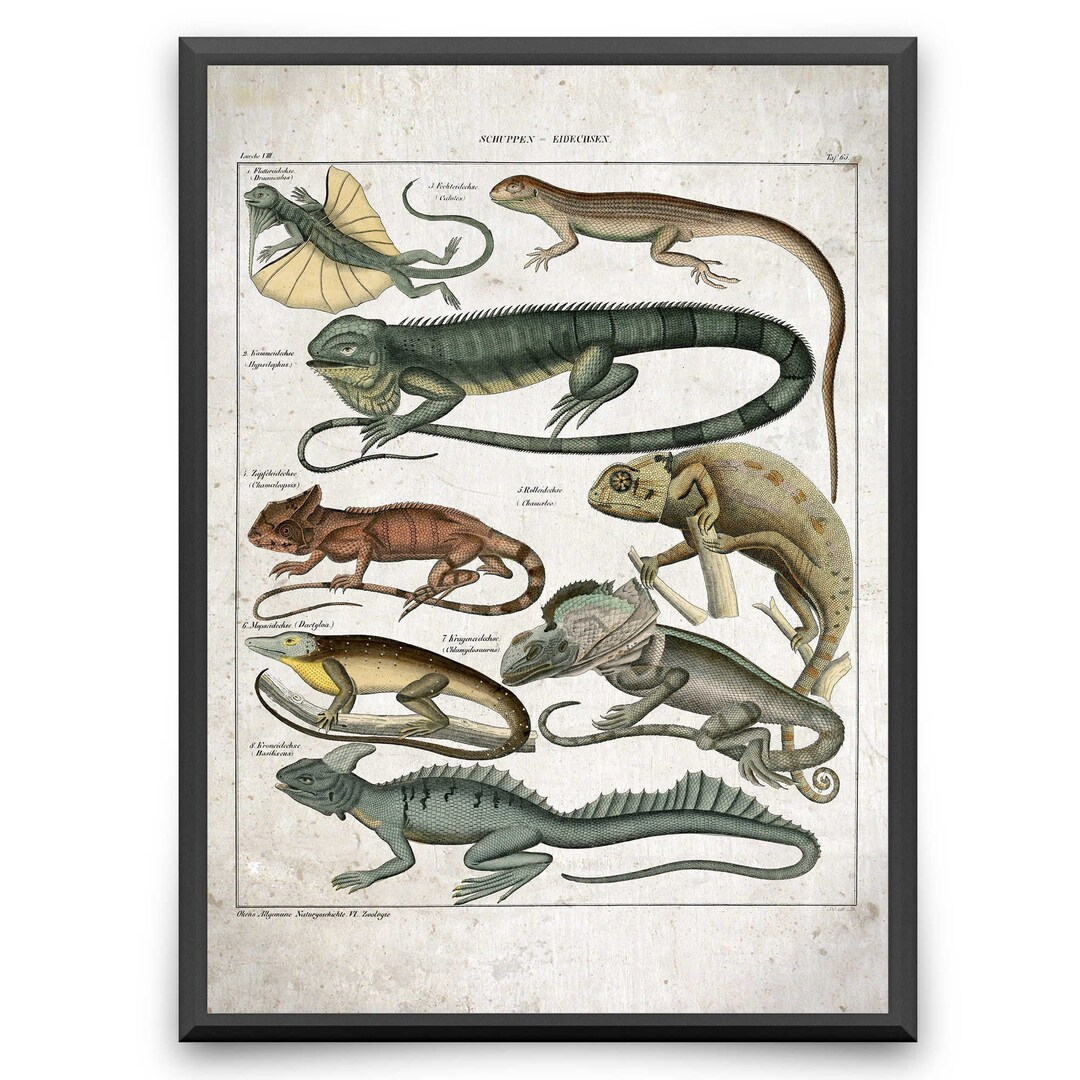 Lots of Lizards Vintage Print 1 Lizards Vintage Poster Lizards Print ...