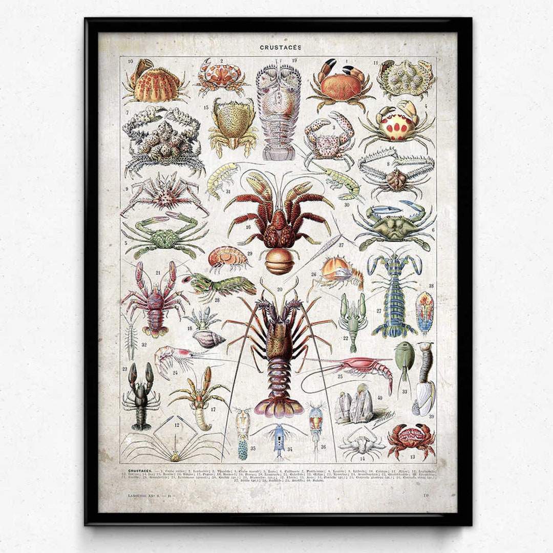Crustaceans Fish Vintage Print 3 Fish Art Lobster Fish Art Crab Poster ...