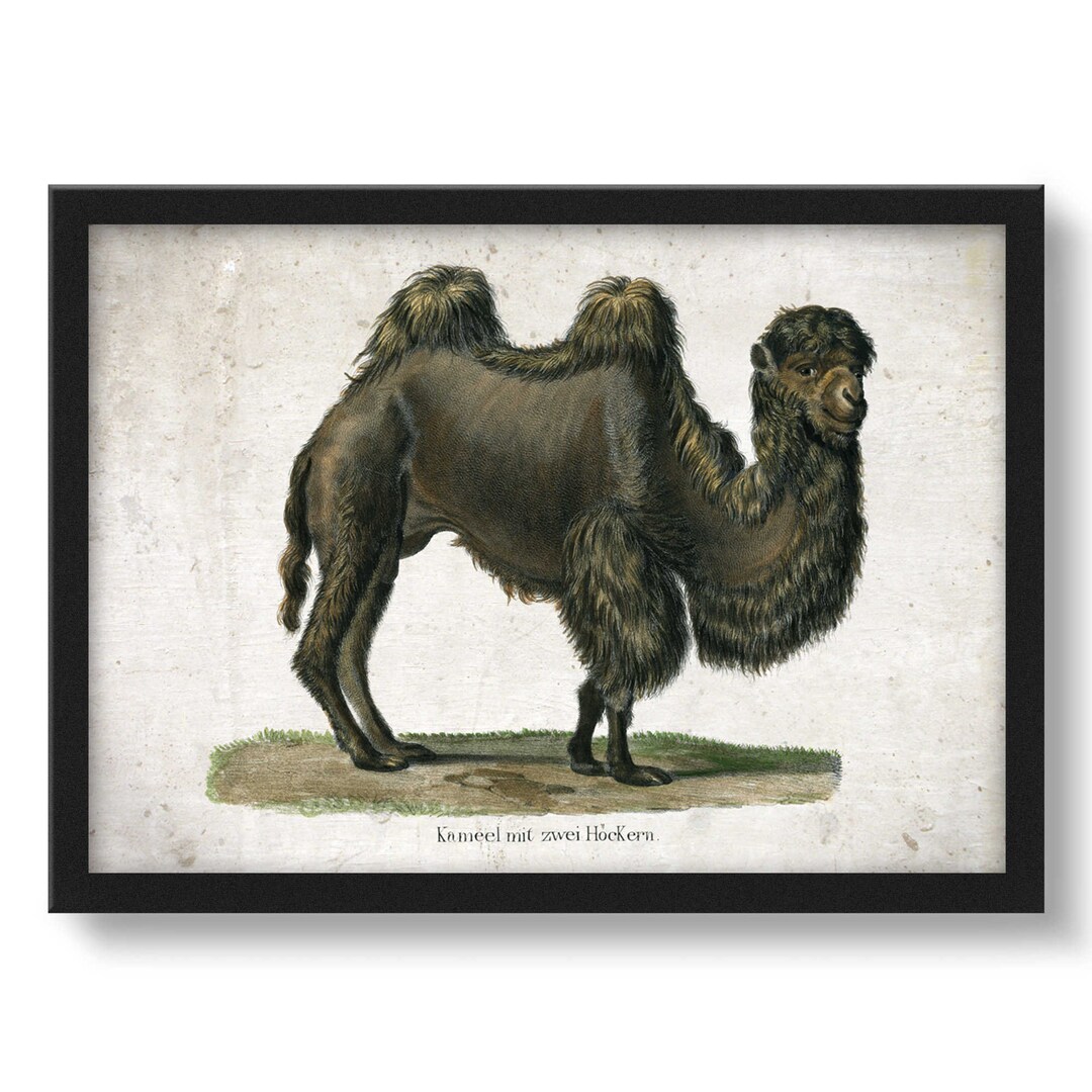 Camel Vintage Print 1 Camel Poster Camel Art Camel - Etsy