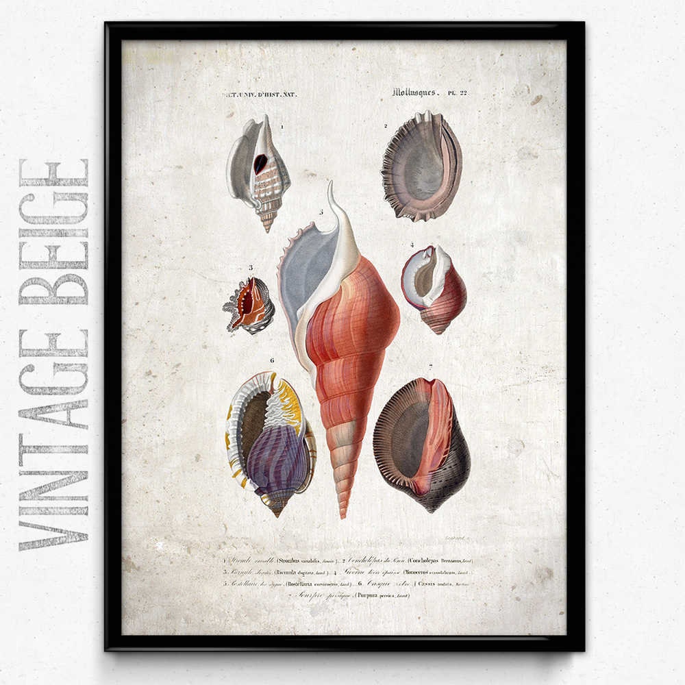 Seashell Vintage Print 4 Antique Sea Shell Illustration - Etsy