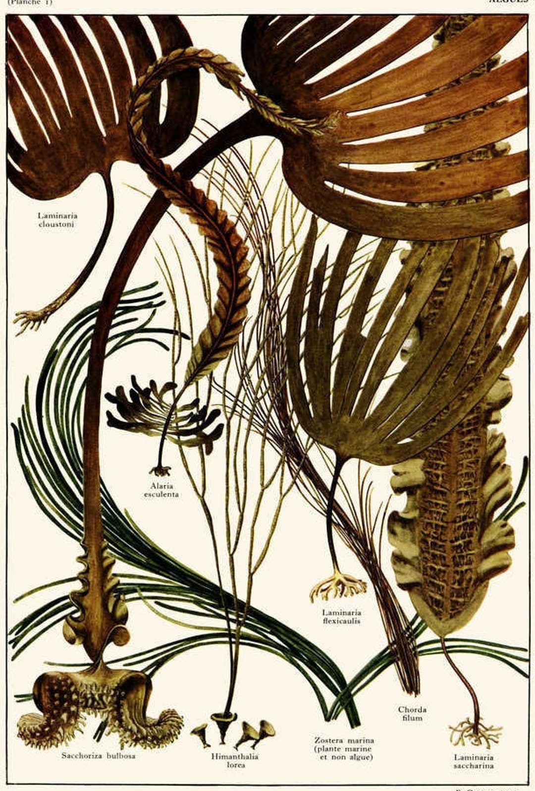Sea Ferns Vintage Print 3 Sea Fern Poster Air Ferns Art - Etsy