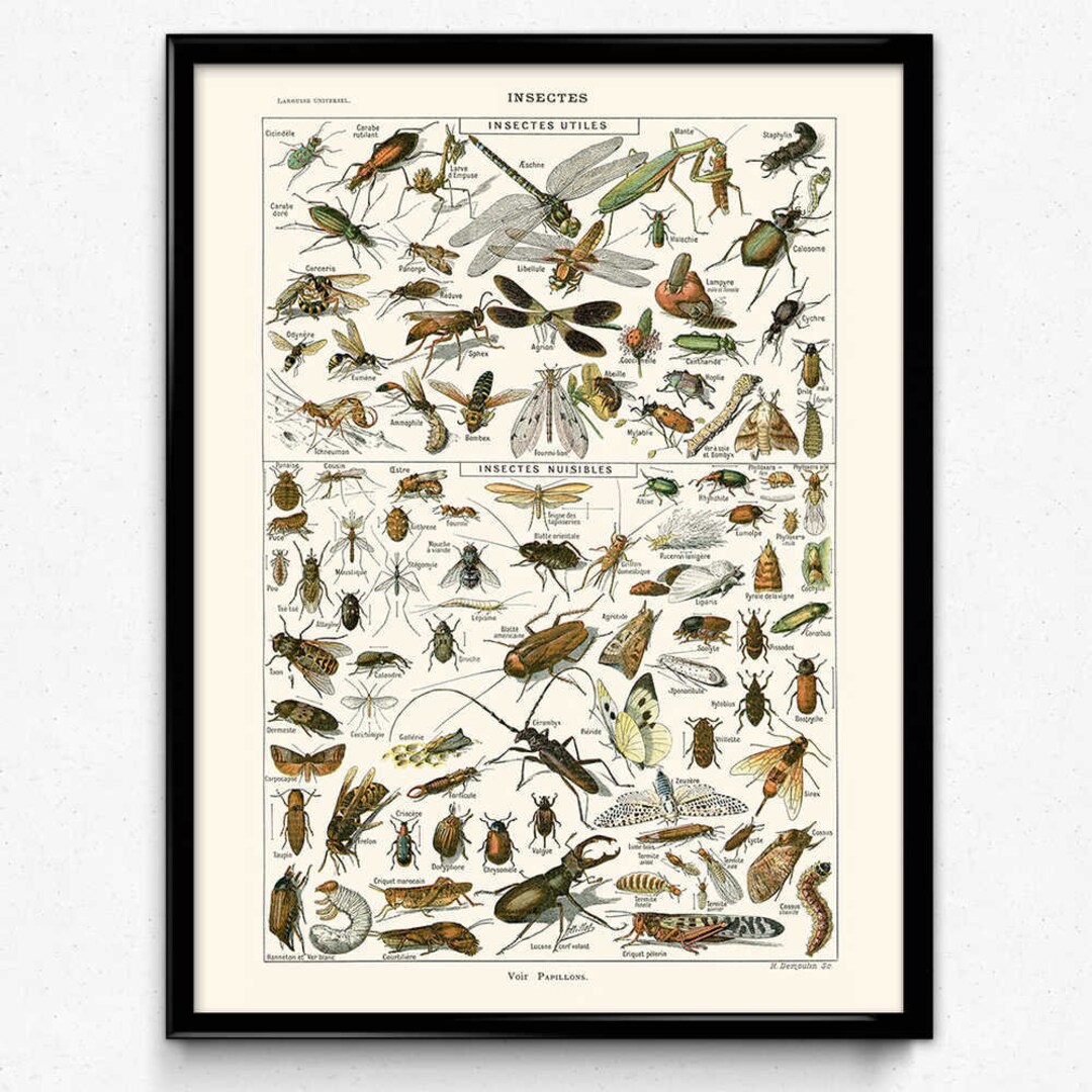 Insects Vintage Print 3 Insects Poster Insect Picture Insects Art ...