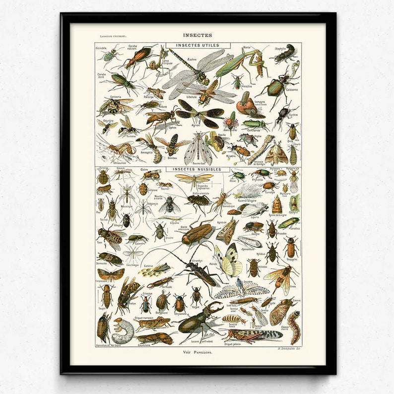 Insects Vintage Print 3 Insects Poster Insect Picture - Etsy
