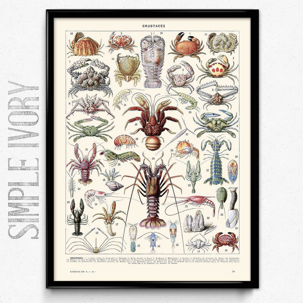 Crustaceans Fish Vintage Print 3 Fish Art Lobster Fish Art - Etsy