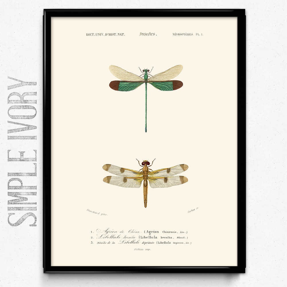 Dragonfly Vintage Print 3 Insect Poster Insect Picture - Etsy