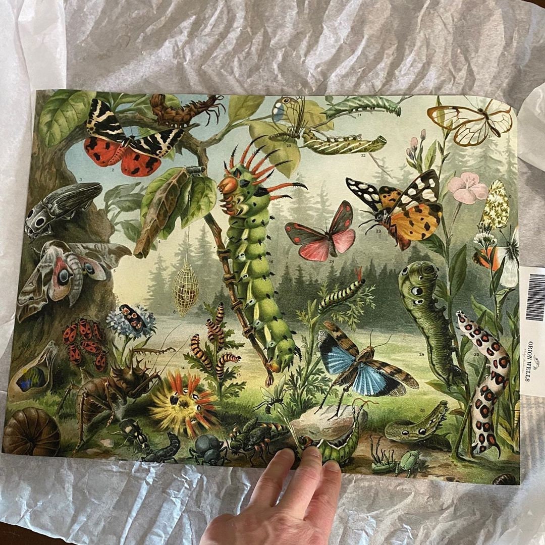 Insects Vintage Print 5 Insects Poster Insect Picture - Etsy