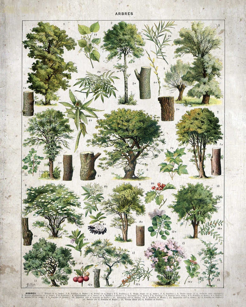 Trees Illustration Vintage Print 3 Trees Poster Trees Art - Etsy